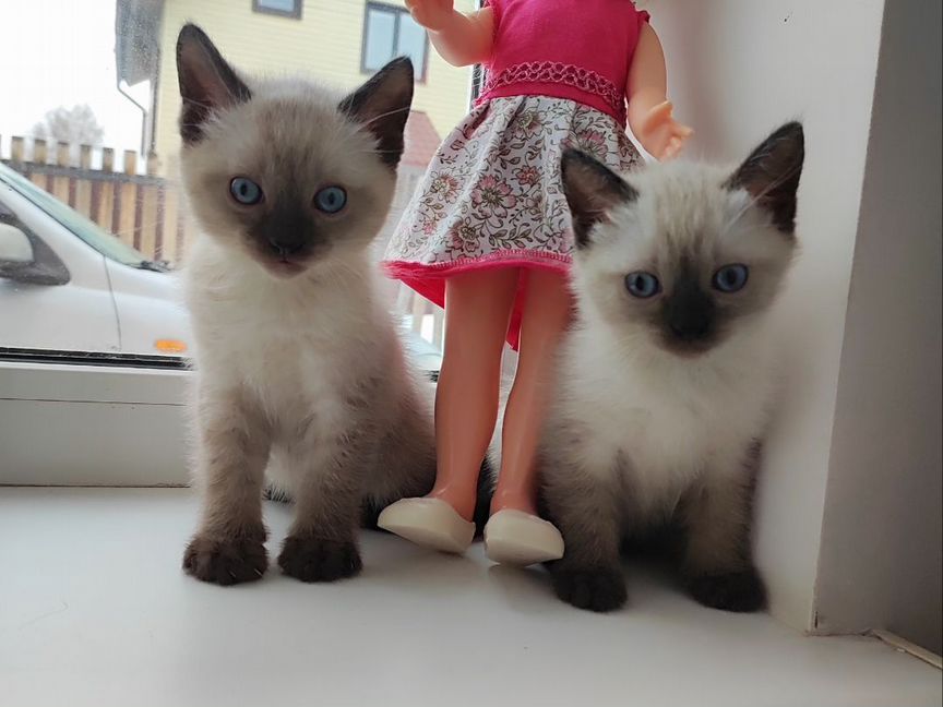 Сиамские котятки