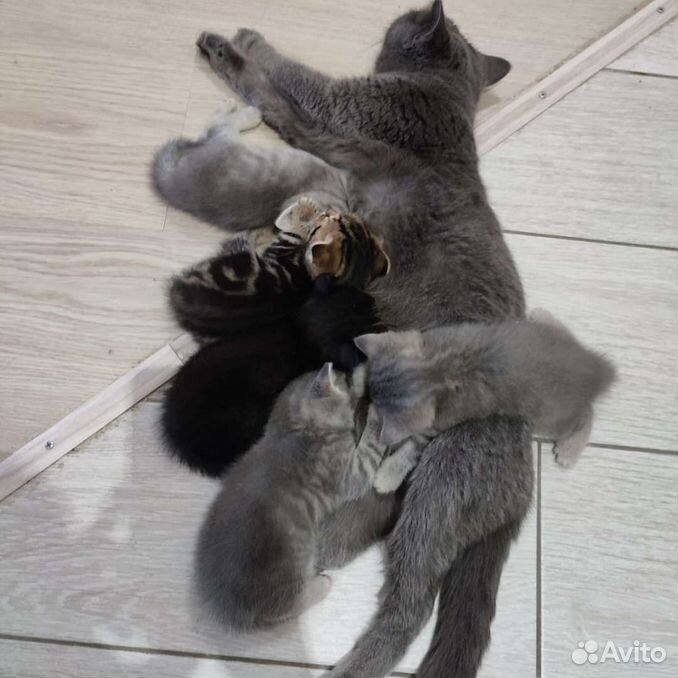 Котята Британо- Шотландские