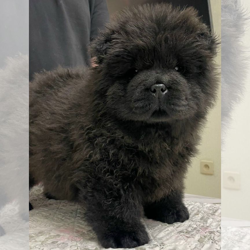 Чихуахуа, щенок