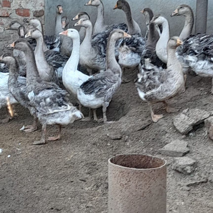 Гуси