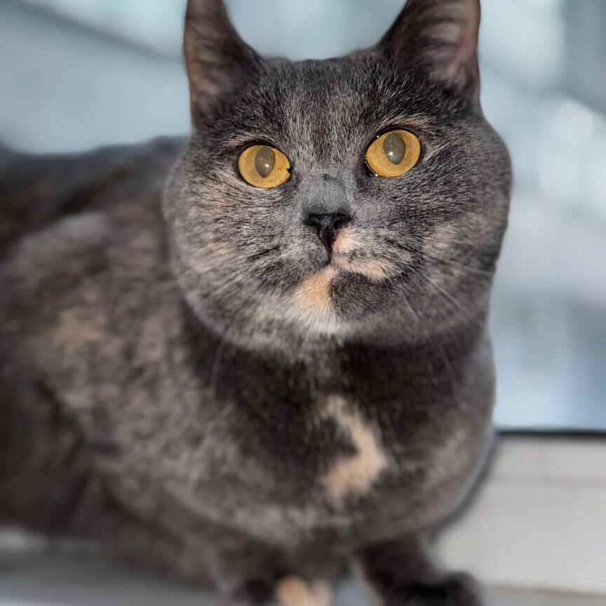 Кошка 4 года