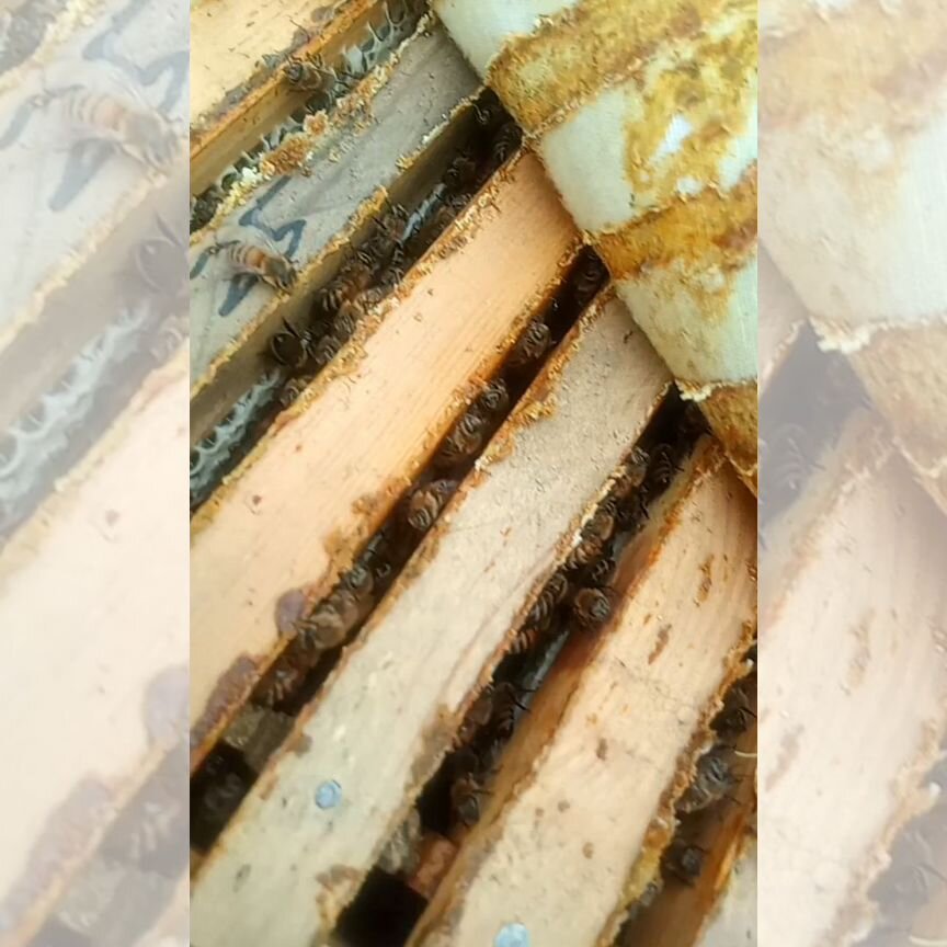 Отводки пчел