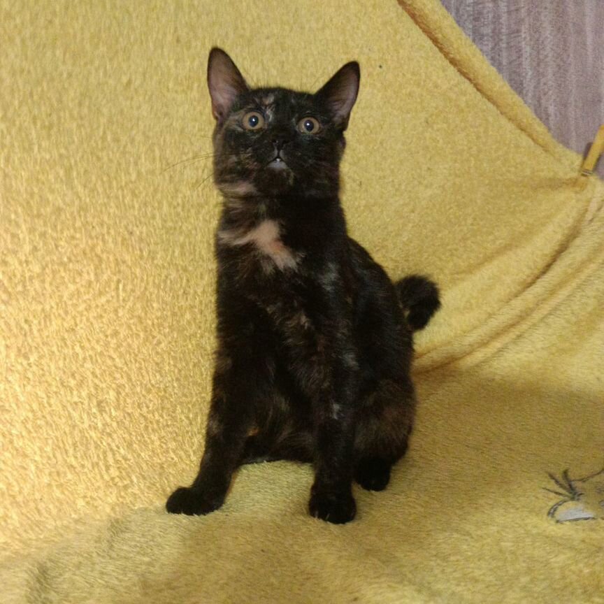 Котенок мегаласковая мурлыка