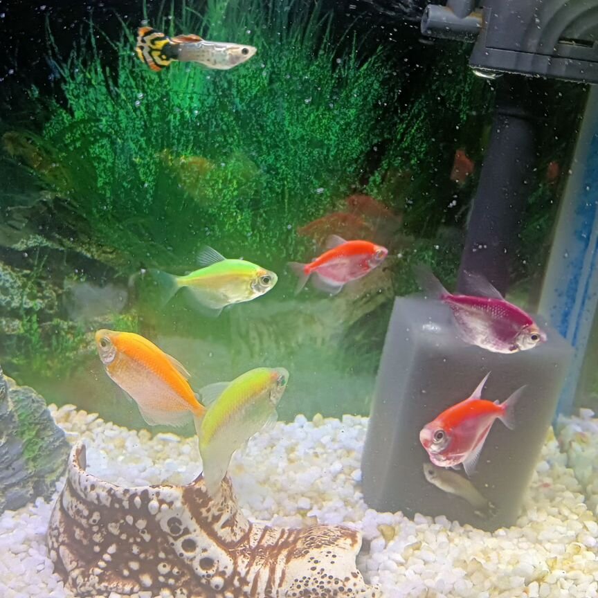 Тернеции и гуппи