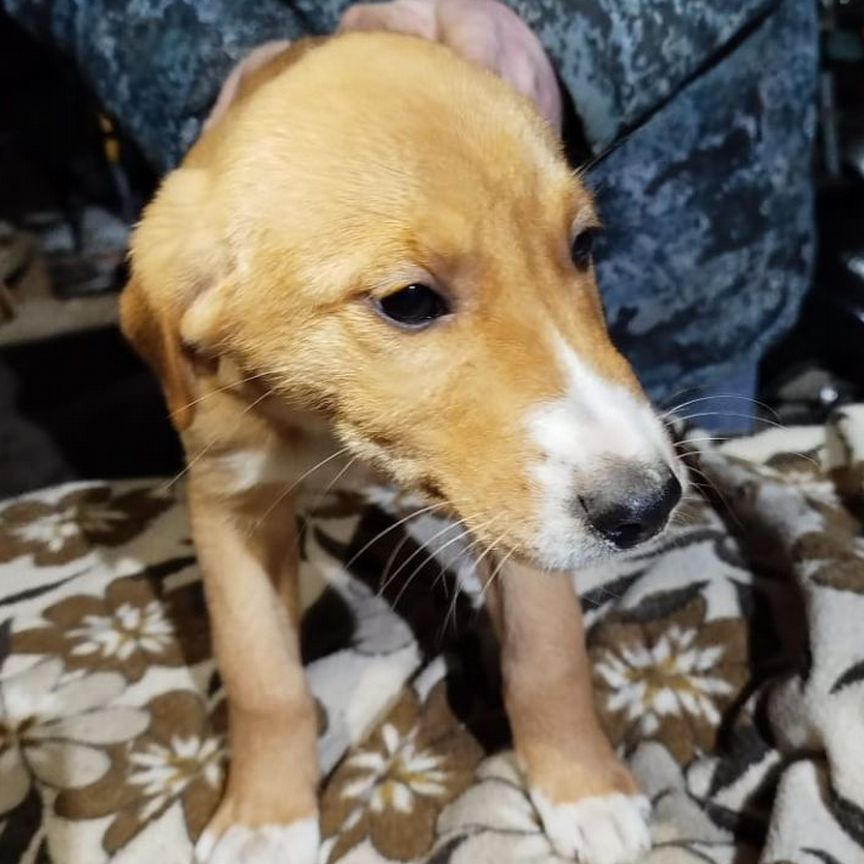 Щенок в добрые руки