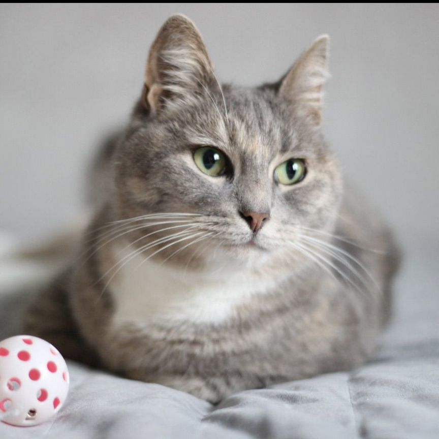 Идеальная кошка в добрые руки