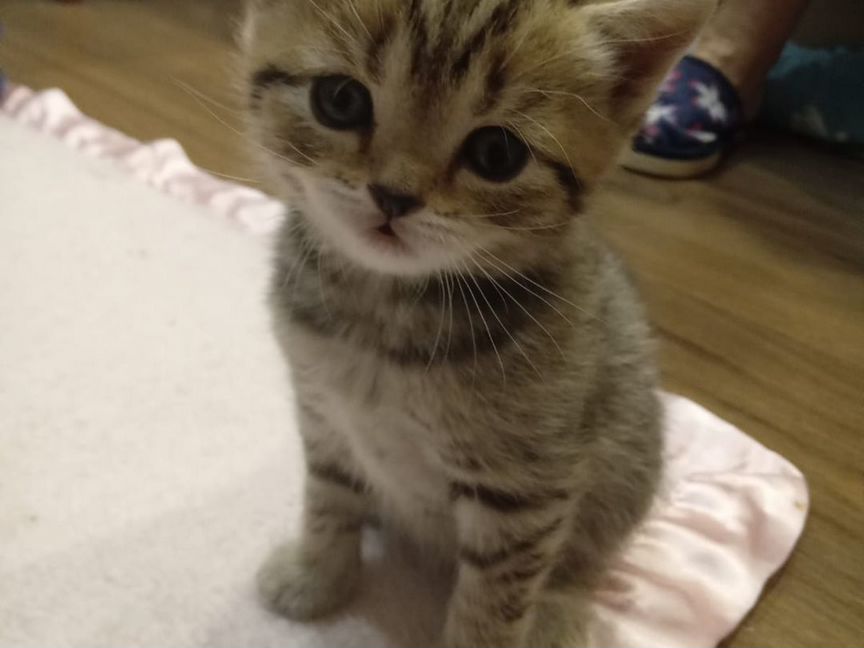 Шотландские котята