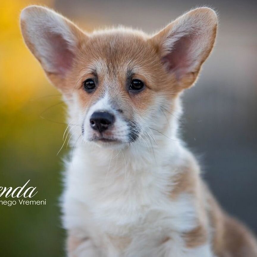 Мальчик и девчонка вельш корги пемброк