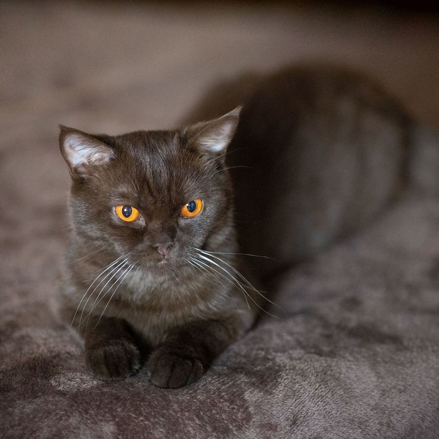 Продам редкого кота