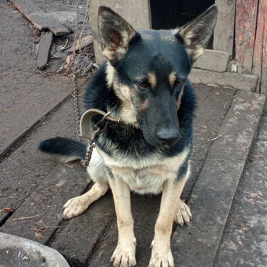 Немецкая овчарка, щенок