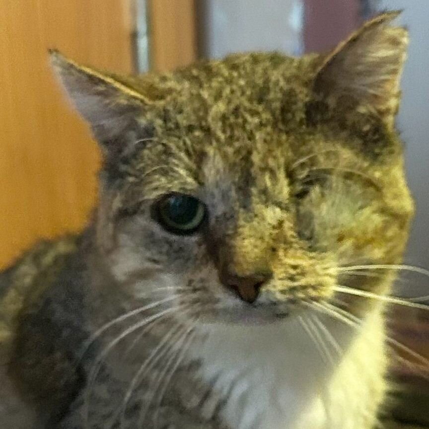 Ласковый ручной одноглазый котик Коржинька ищет до