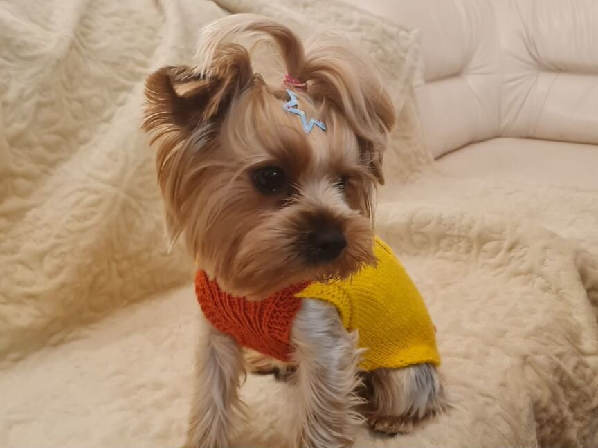 Одежда для собак