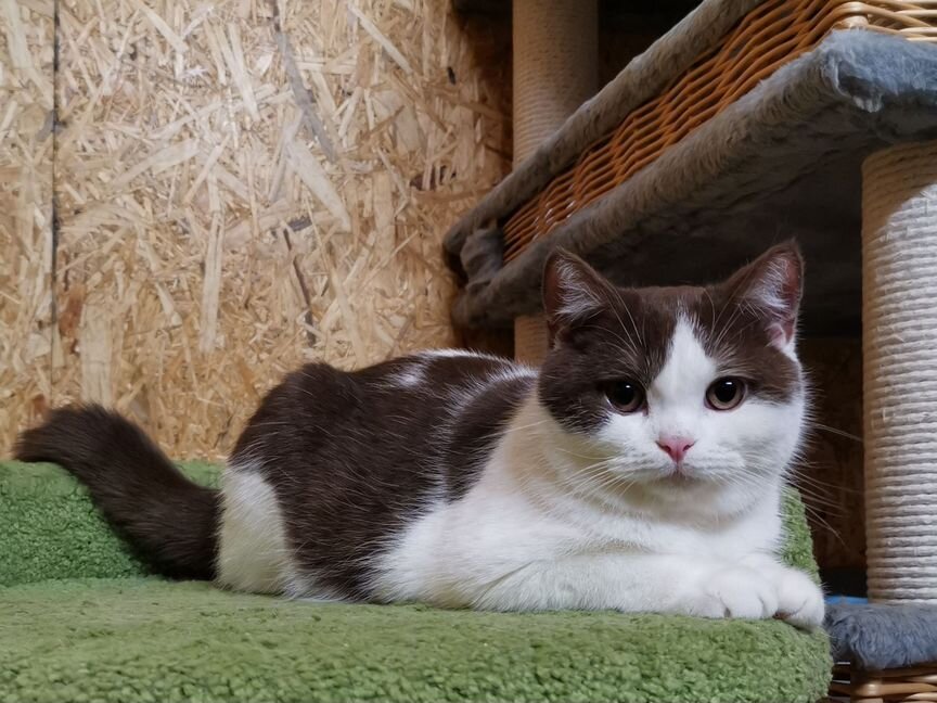 Британец шоколад