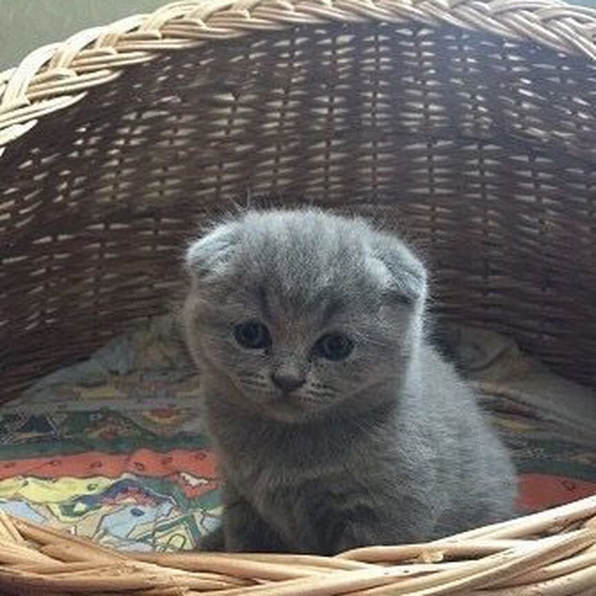Шотландские вислоухие