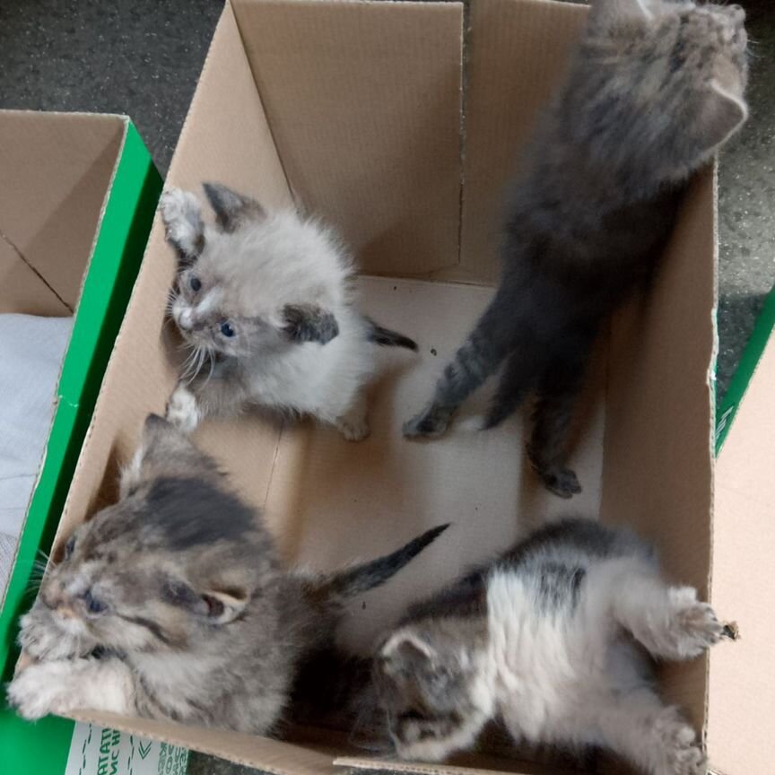 Котята в добрые руки бесплатно