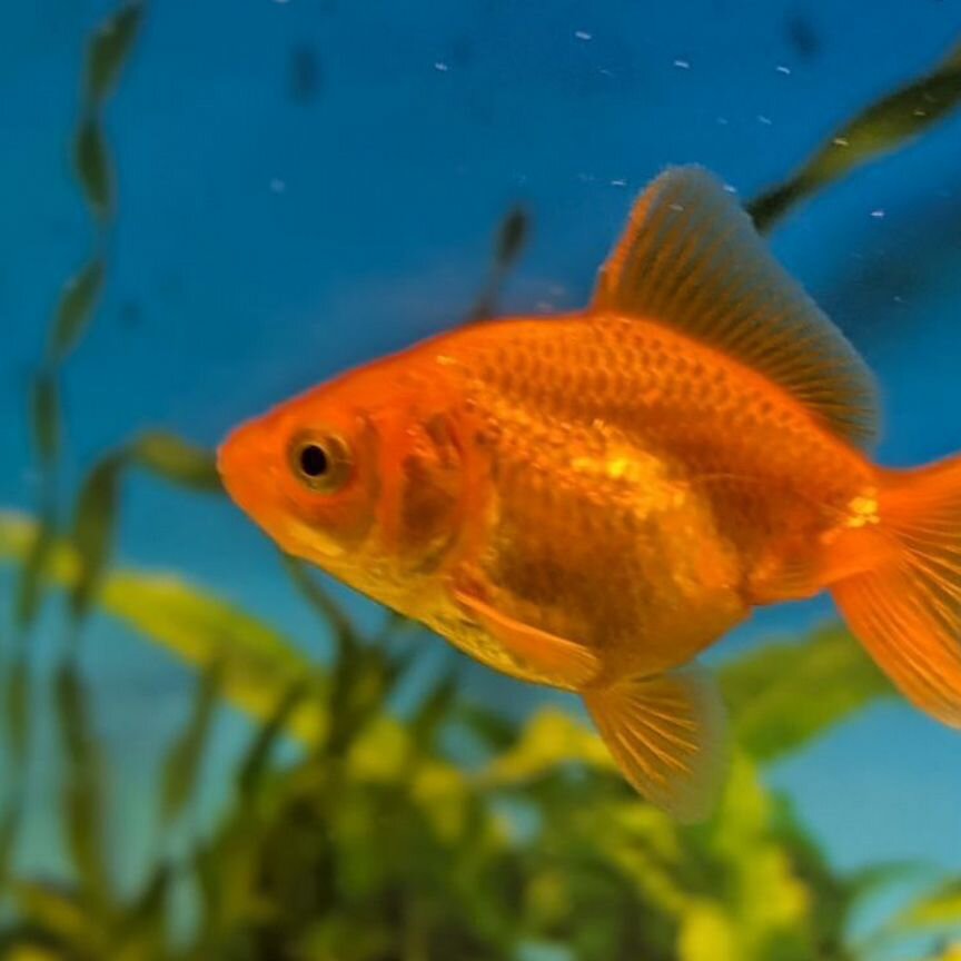 Золотая рыбка