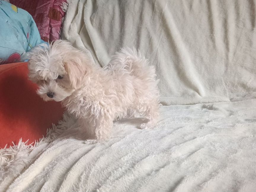 Мальтипу детки 29.02