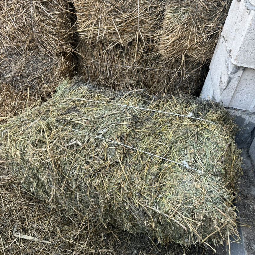 Сено люцерны в тюках