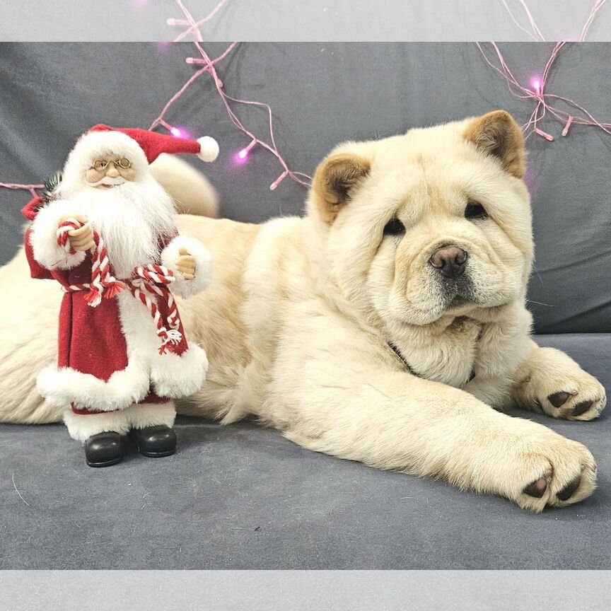 Чау-чау, щенок