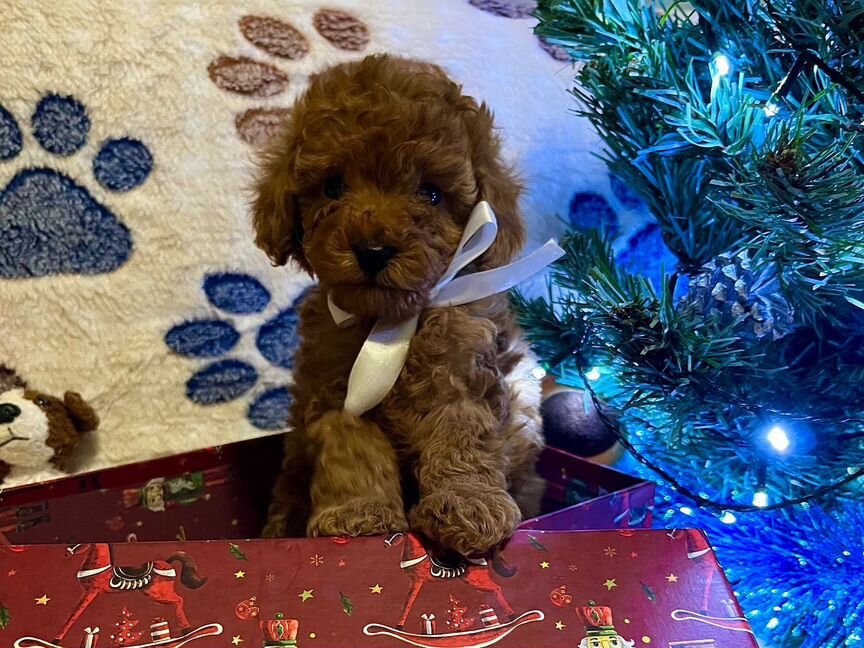 Той-пудель щенки mini