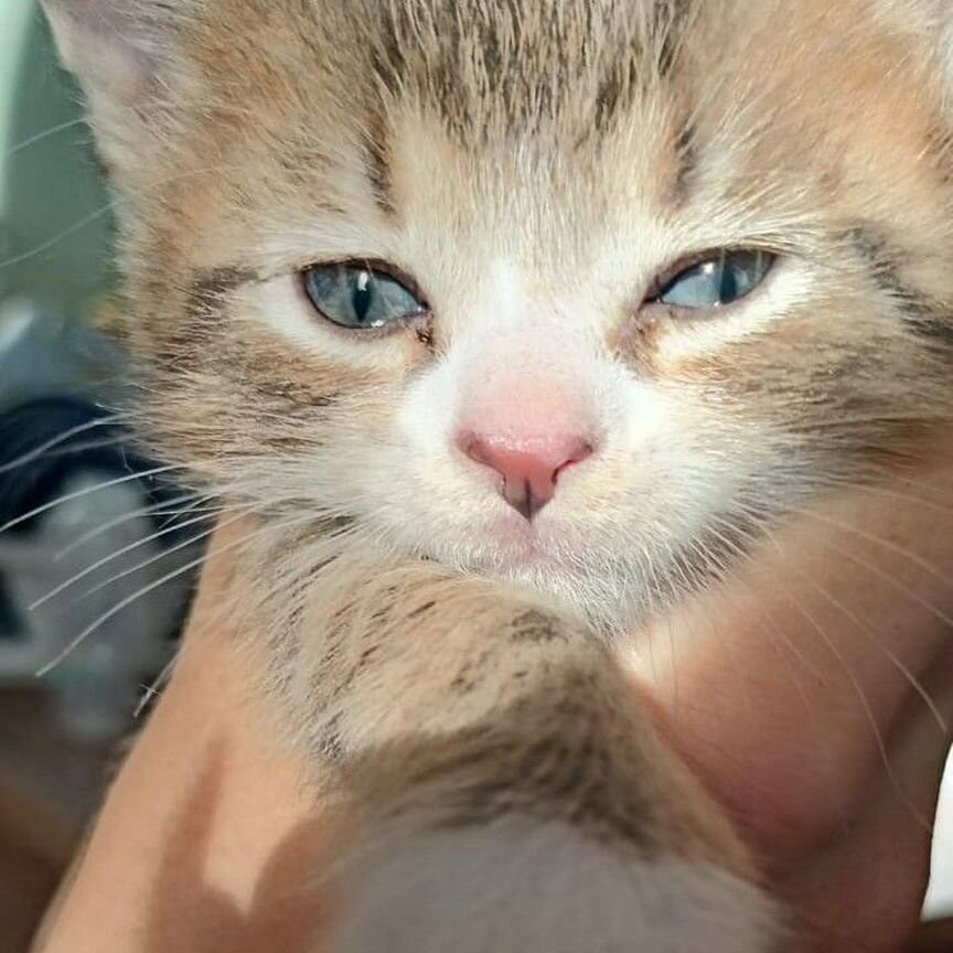 Котенок девочка
