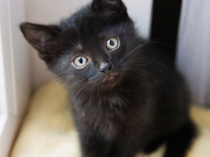 Котенок Корсик ищет дом