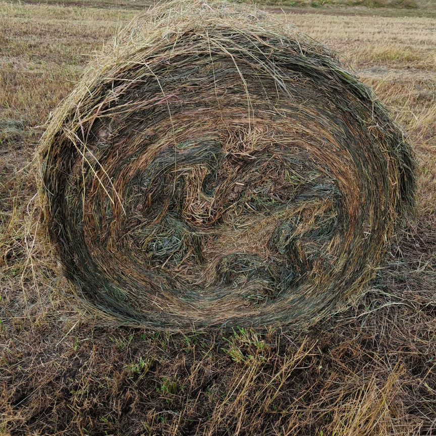 Сено в рулонах