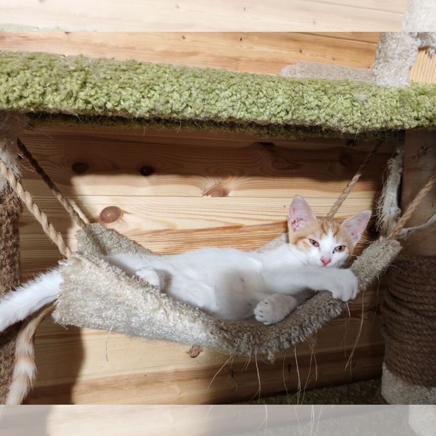 Котёнок в добрые руки
