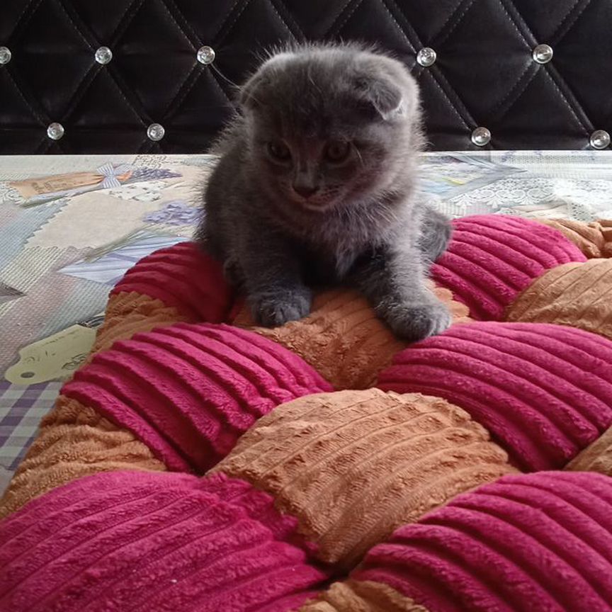 Британские вислоухие котята