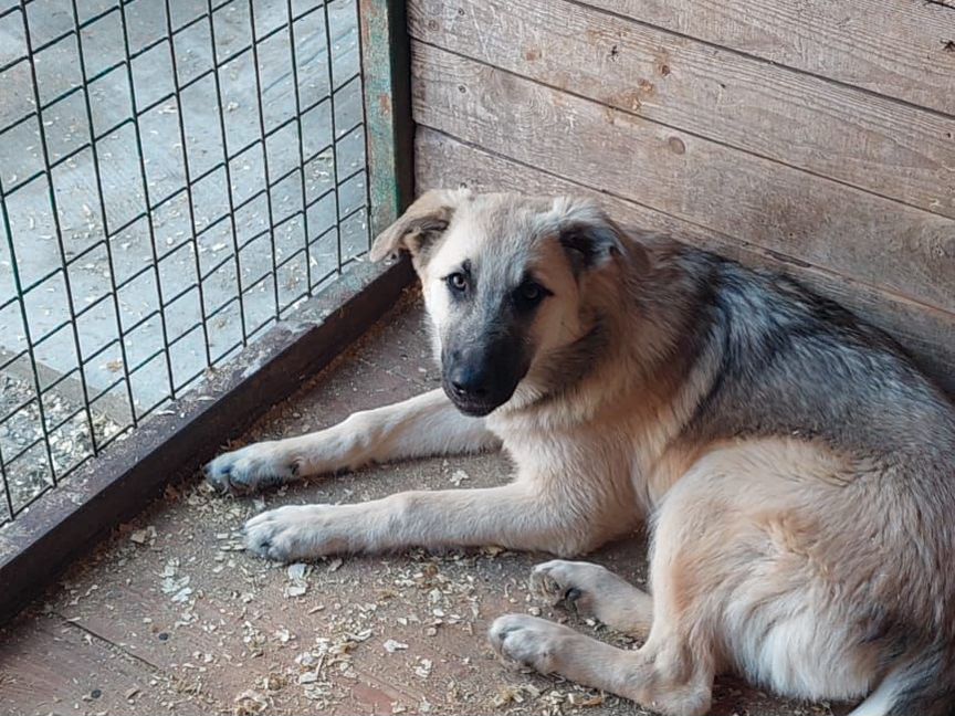 Молодому щенку плохо в приюте