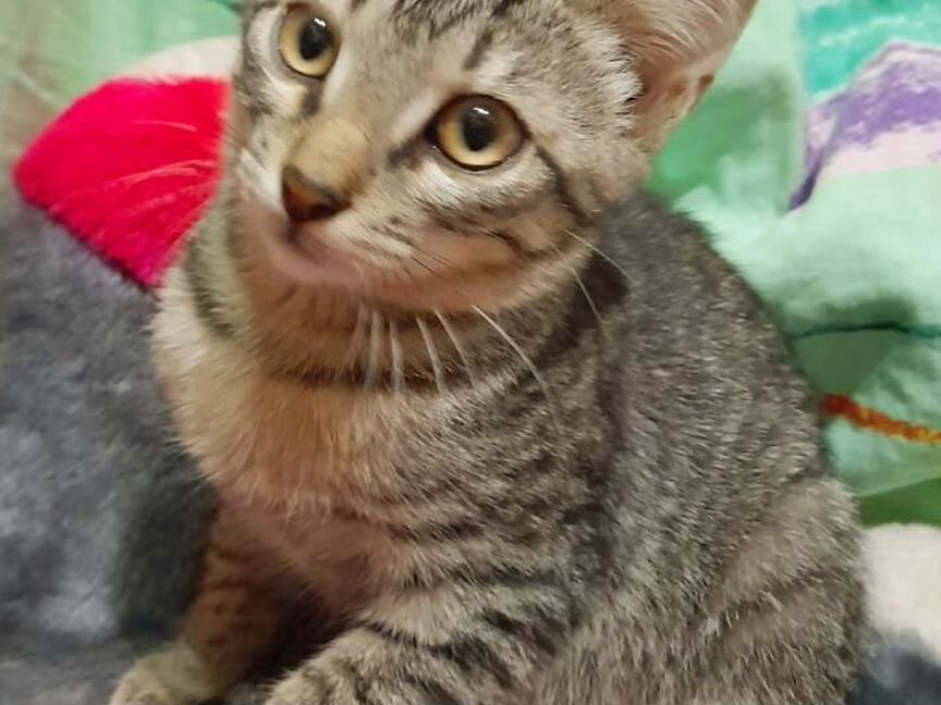 Котёнок (Маня)