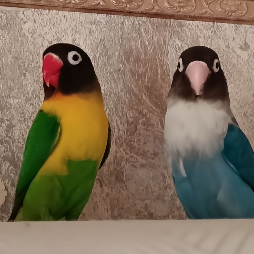 Попугай,пара неразлучников масковые