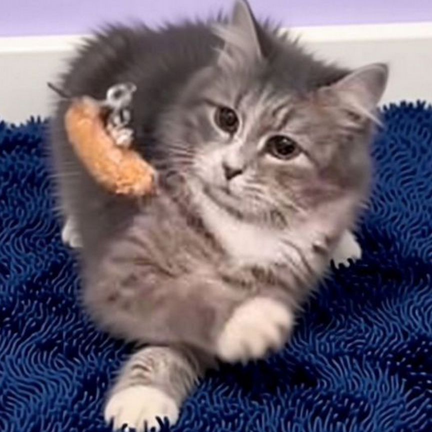 Взрослая, кошка в добрые руки