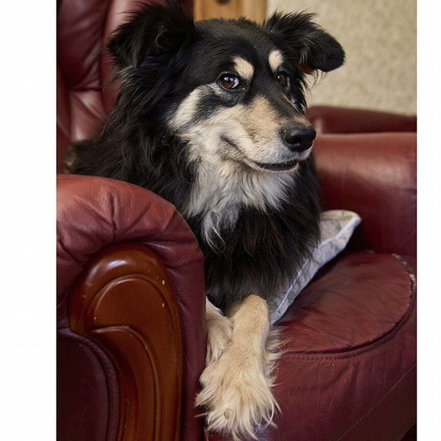 Взрослая собака в добрые руки