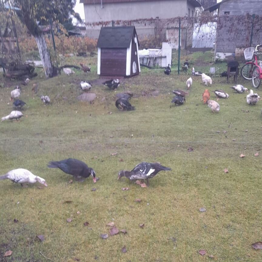 Индоутки тяжелой линии