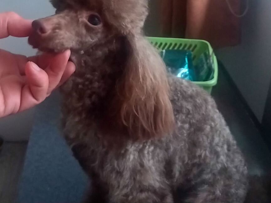 Миниатюрный пудель