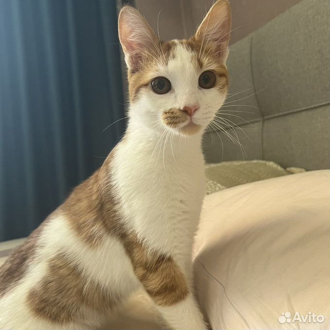 Кот Ватсон. Рыжий котик- к удаче)