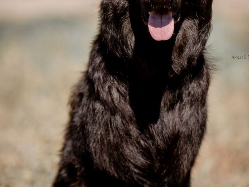 Щенки немецкой овчарки