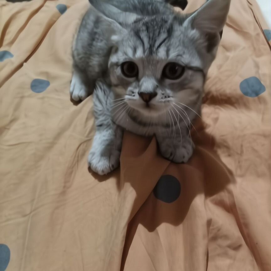 Шотландский вислоухий длинношёрстный котёнок