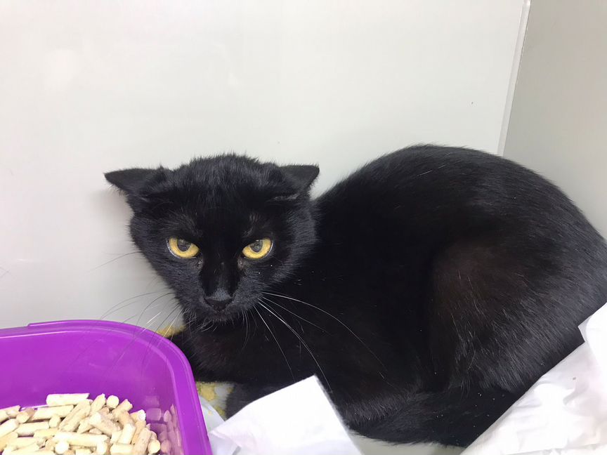 Кошка Урсула ищет дом