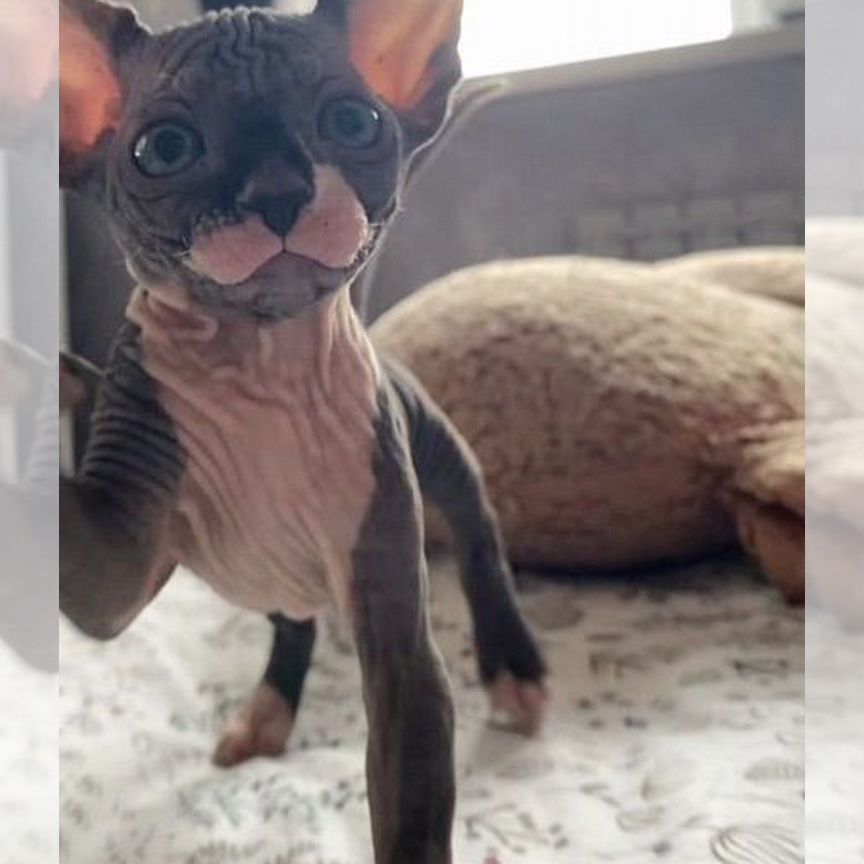 Канадский сфинкс котёнок