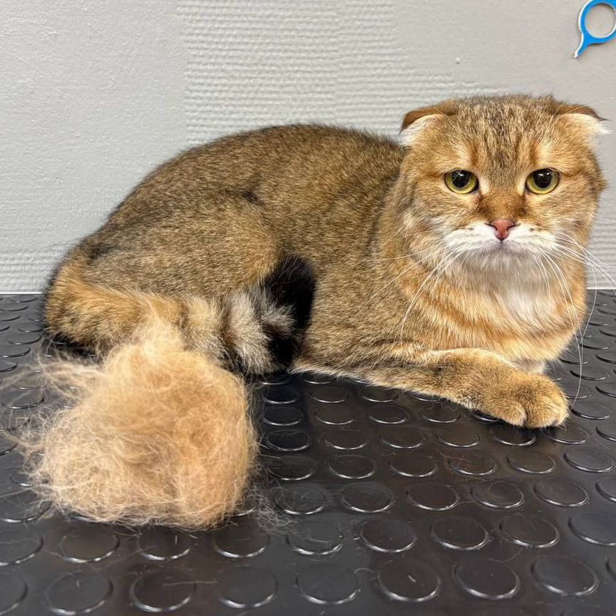 Шотландский вислоухий короткошёрстный, взрослый кот