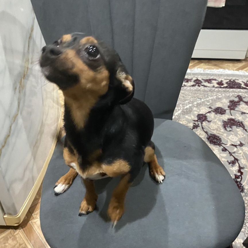 Русский той-терьер, взрослая собака