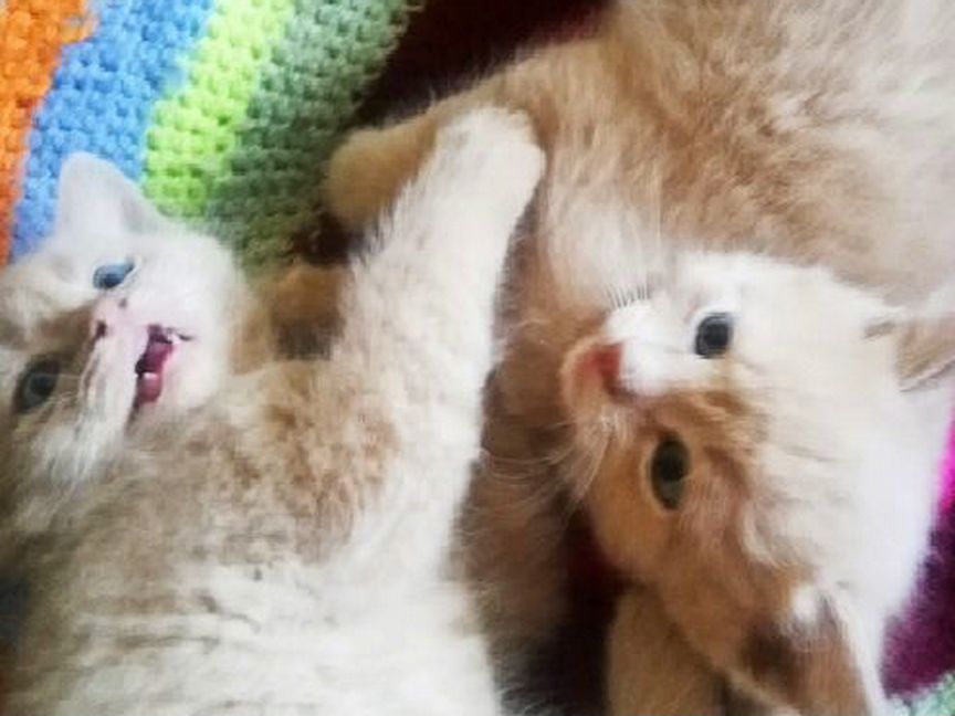 Котятки-медвежатки
