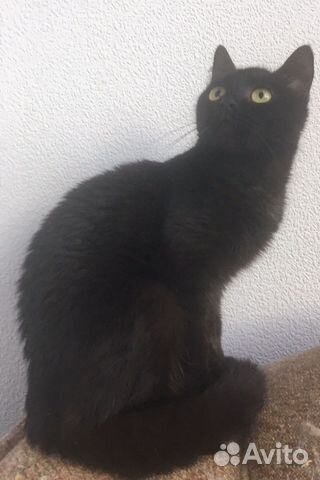 Кошка Пантера ищет дом