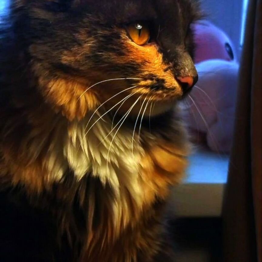 Кошка в хорошие руки