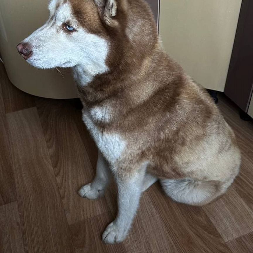 Хаски в добрые руки