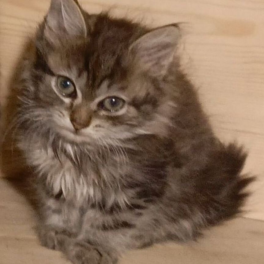 Сибирский котёнок
