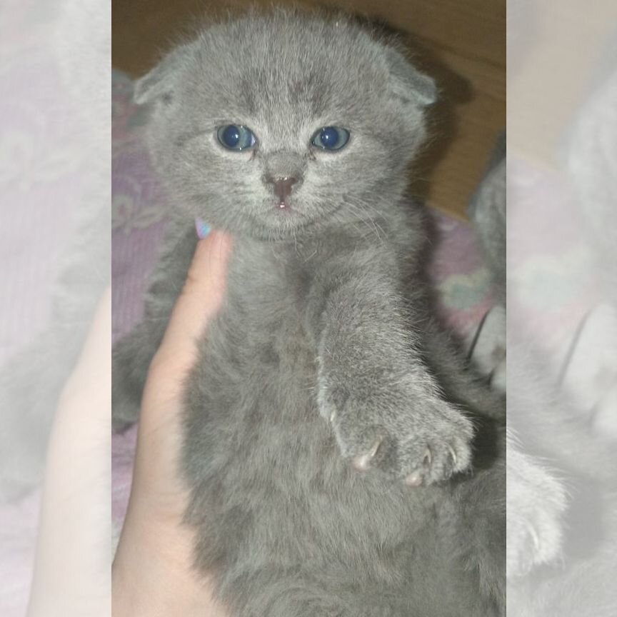 Британский длинношёрстный котёнок