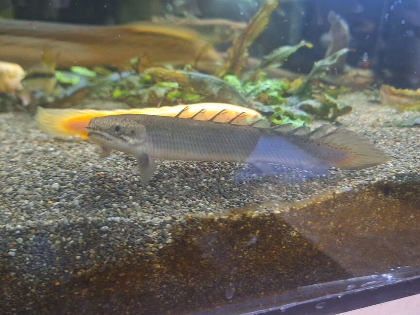 Полиптерус сенегальский, мастацембелус